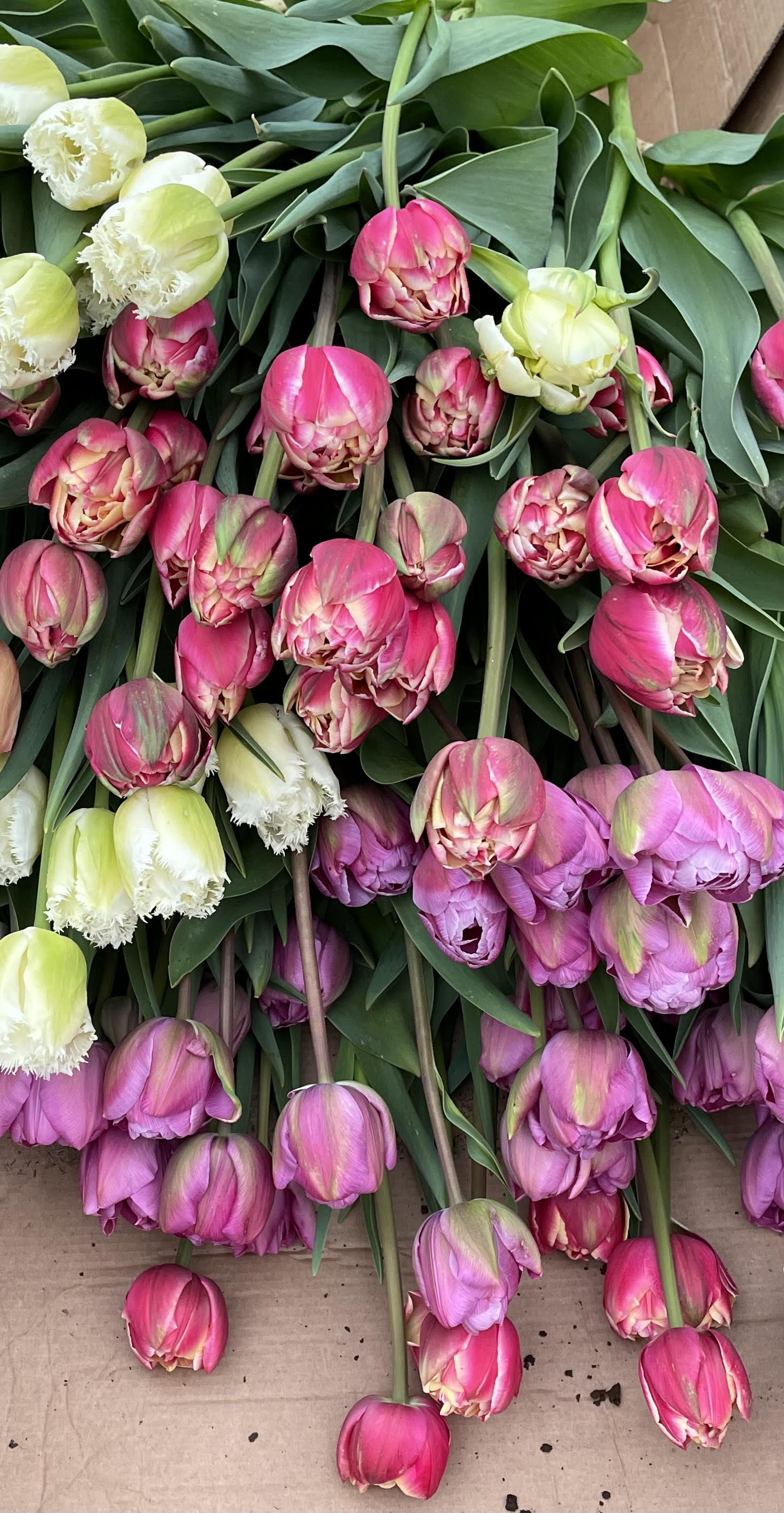 One Small Seed Flower Farm